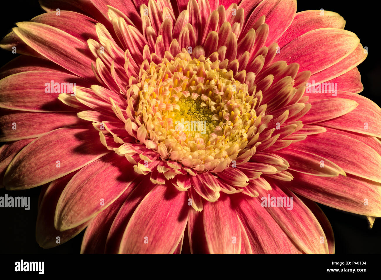 Close up macro of a Gerbera Daisy Stock Photo - Alamy