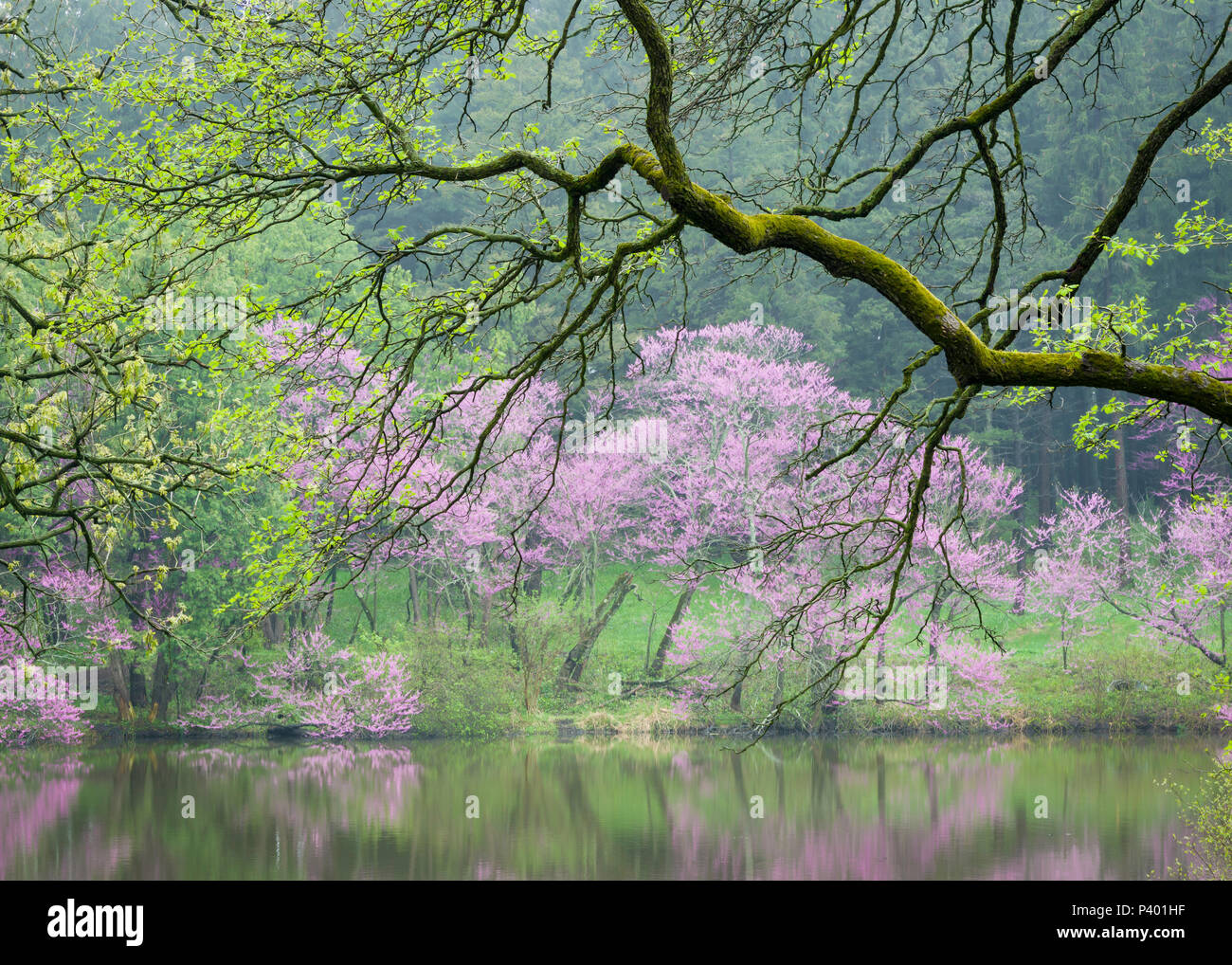 Eastern Redbud Spring Color