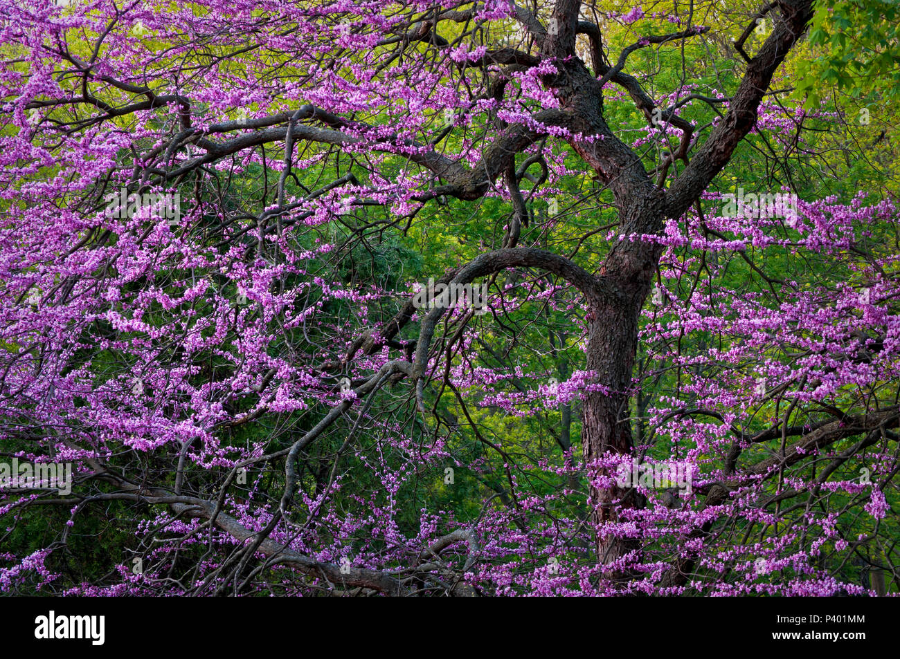 Redbud tree limbs hi-res stock photography and images - Alamy