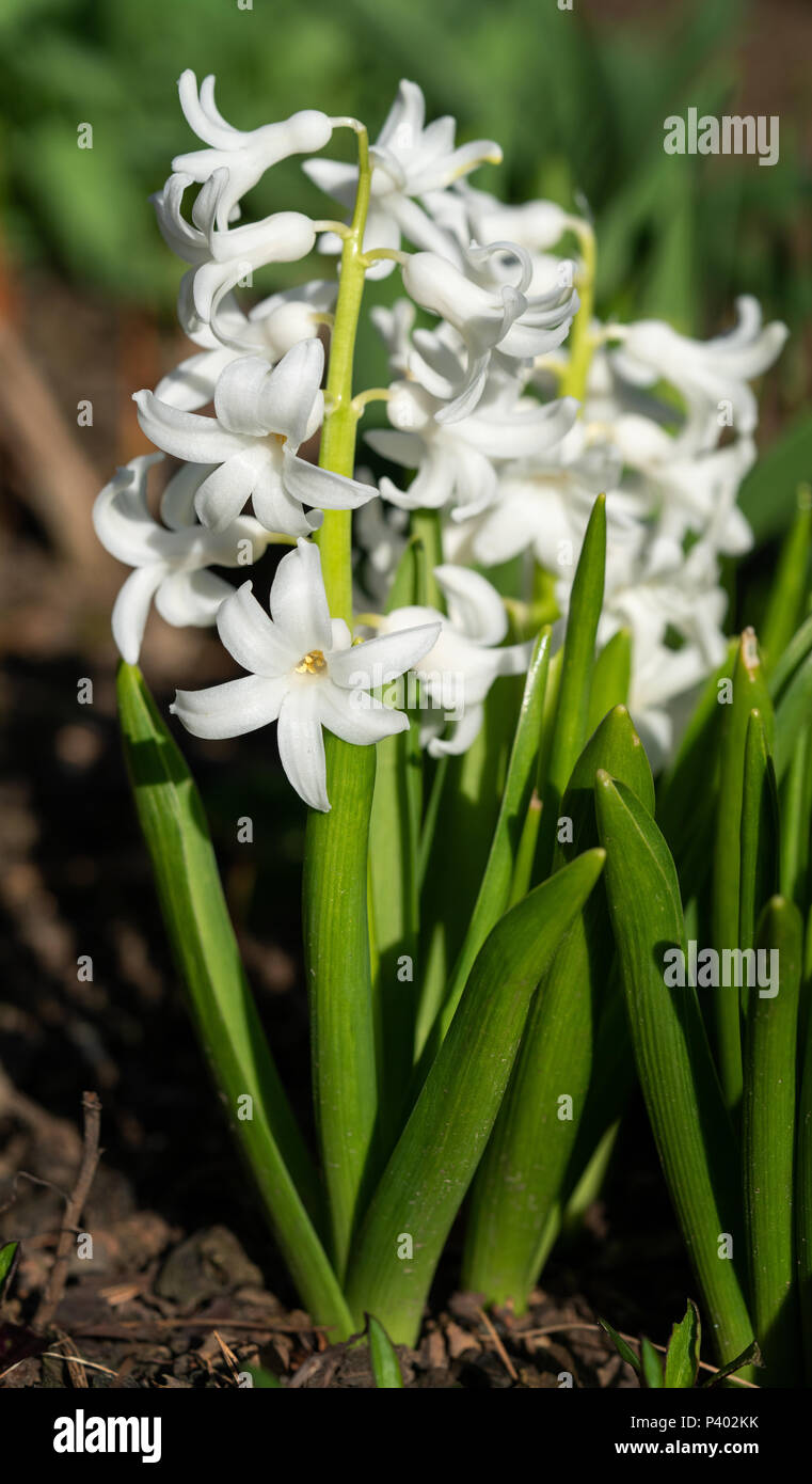Common Hyacinth (Hyacinthus orientalis), flowers of springtime Stock Photo - Alamy