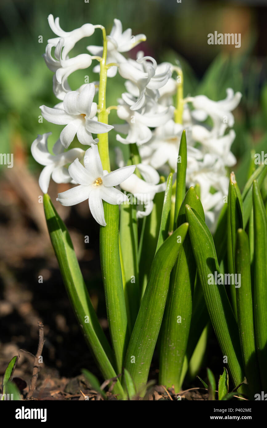 Common Hyacinth (Hyacinthus orientalis), flowers of springtime Stock Photo - Alamy
