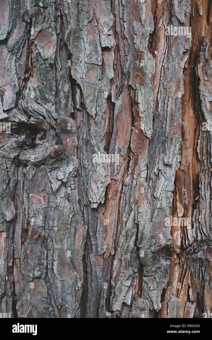 coniferous tree bark detail backdrop Stock Photo - Alamy