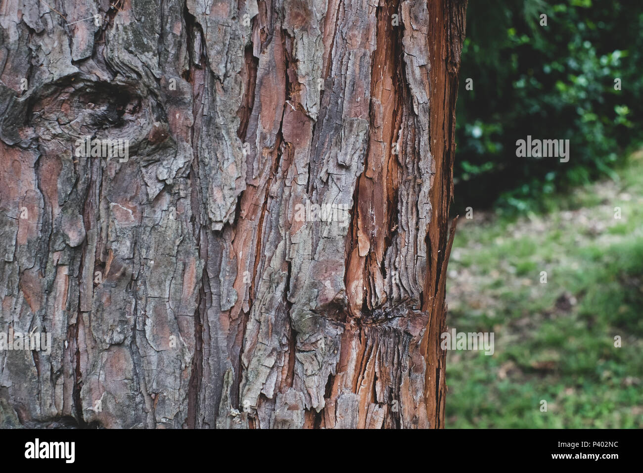 coniferous tree bark detail backdrop Stock Photo - Alamy