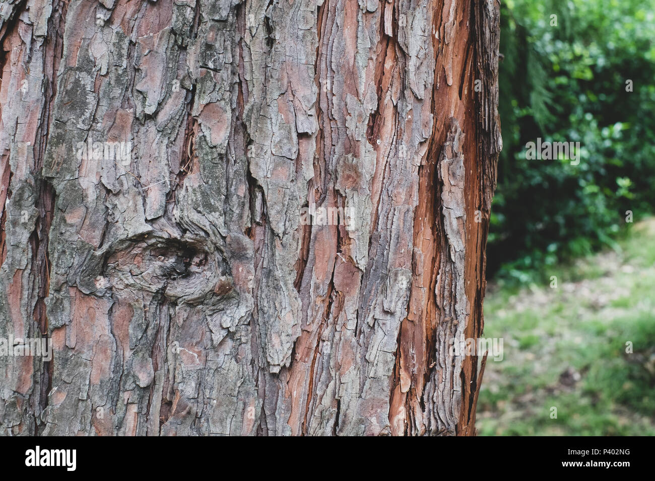 coniferous tree bark detail backdrop Stock Photo - Alamy