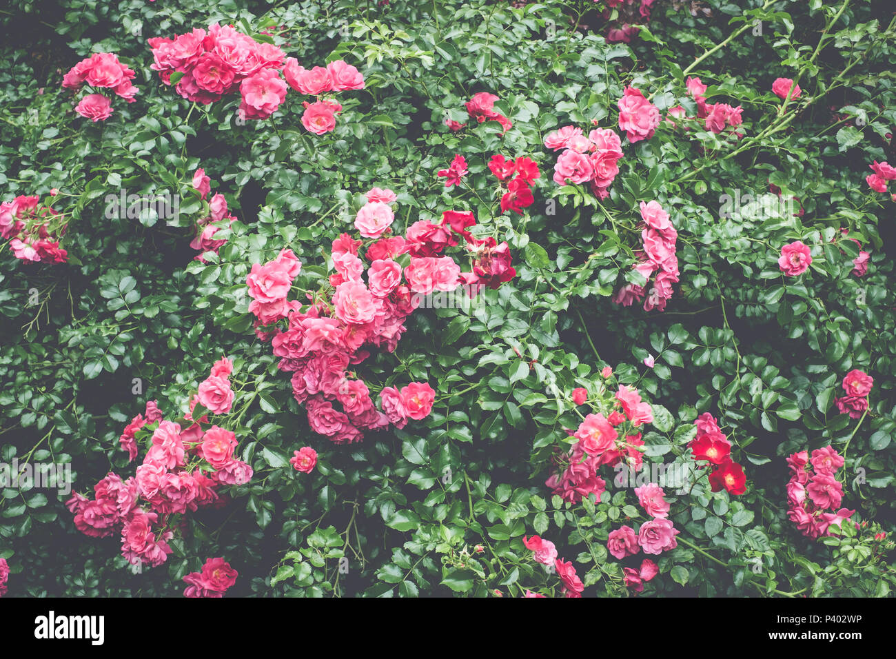 rose garden in bloom backdrops - springtime nature Stock Photo - Alamy