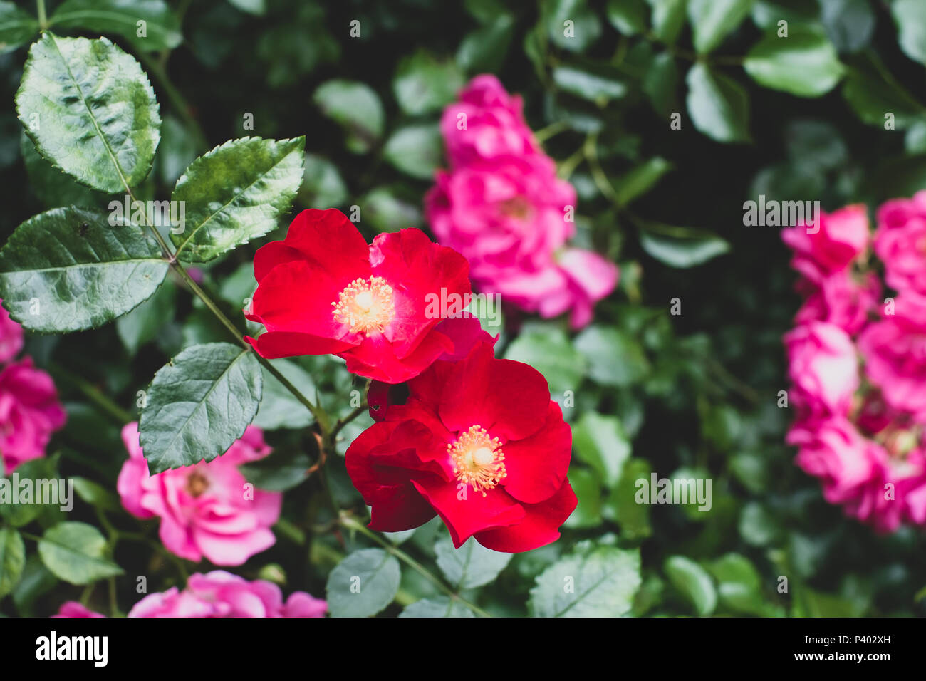 rose garden in bloom backdrops - springtime nature Stock Photo - Alamy