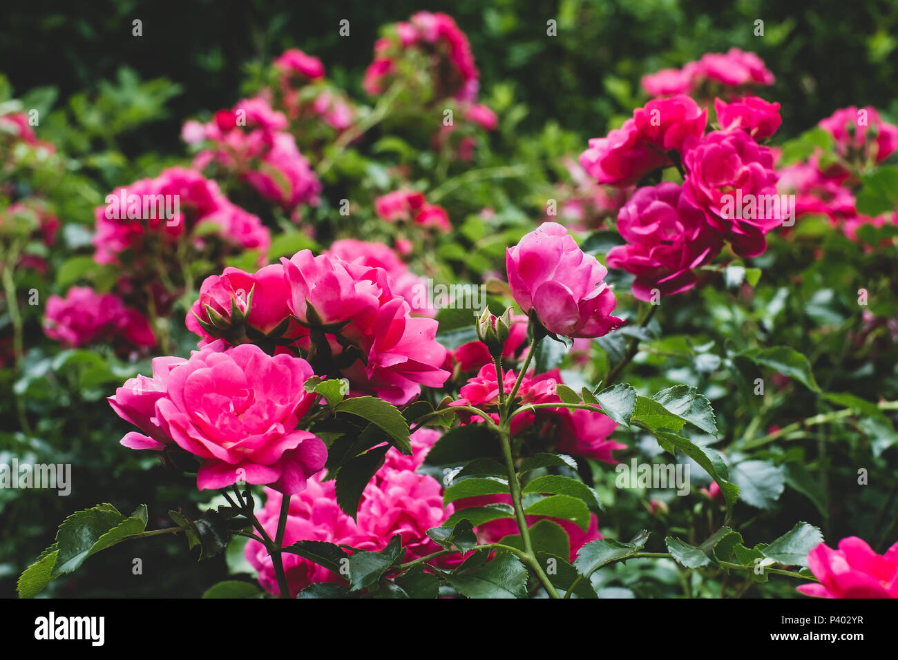 rose garden in bloom backdrops - springtime nature Stock Photo - Alamy