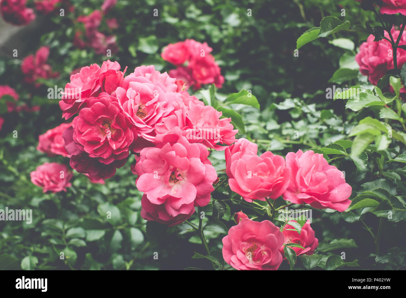 rose garden in bloom backdrops - springtime nature Stock Photo - Alamy