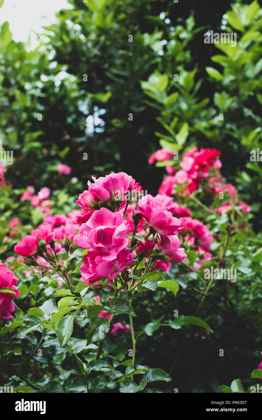 rose garden in bloom backdrops - springtime nature Stock Photo - Alamy