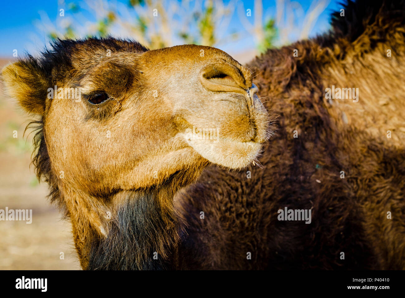 Camel portrait in desert close up hi-res stock photography and images ...