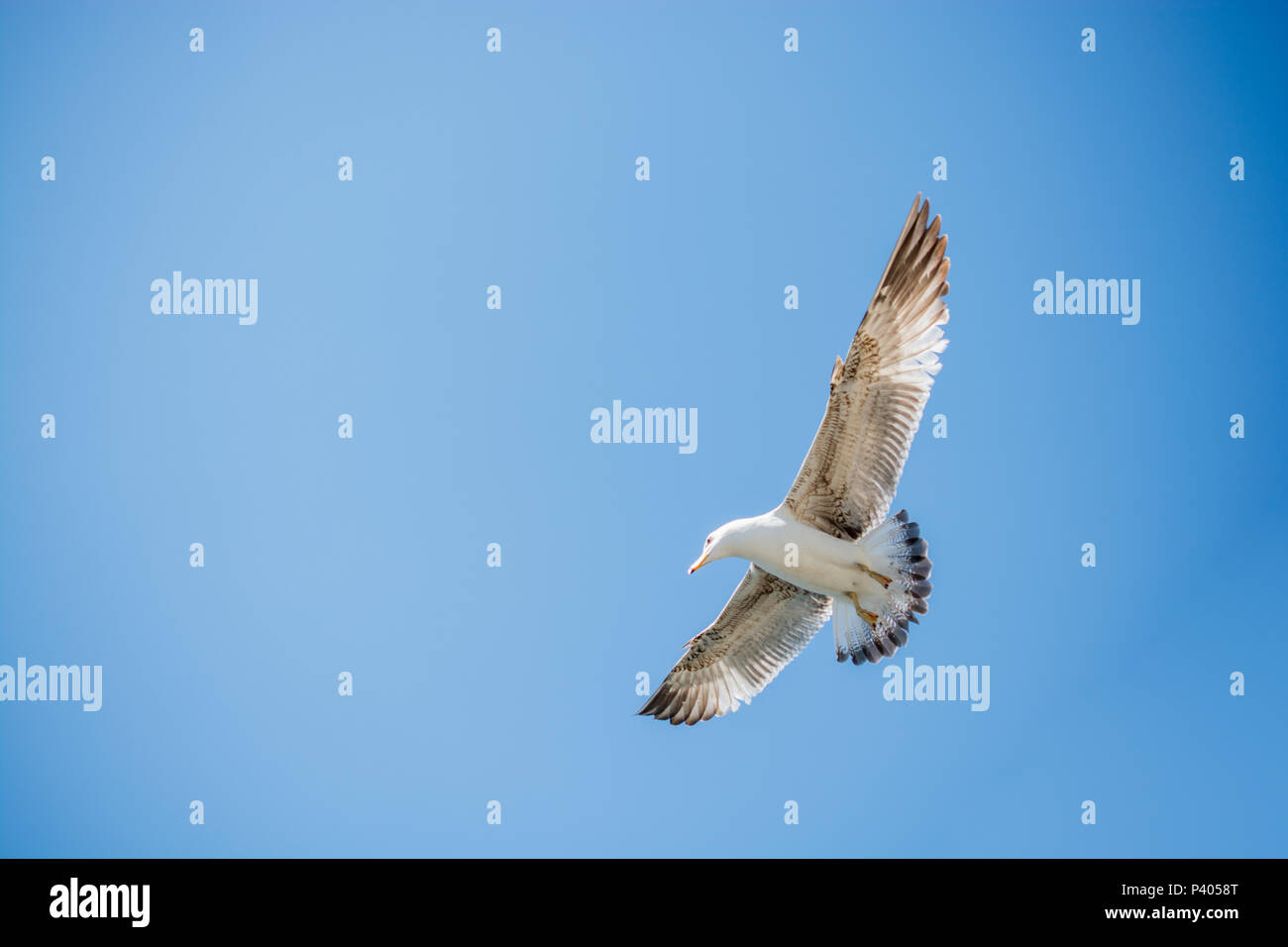 Single seagull flying with with sea as a background Stock Photo - Alamy