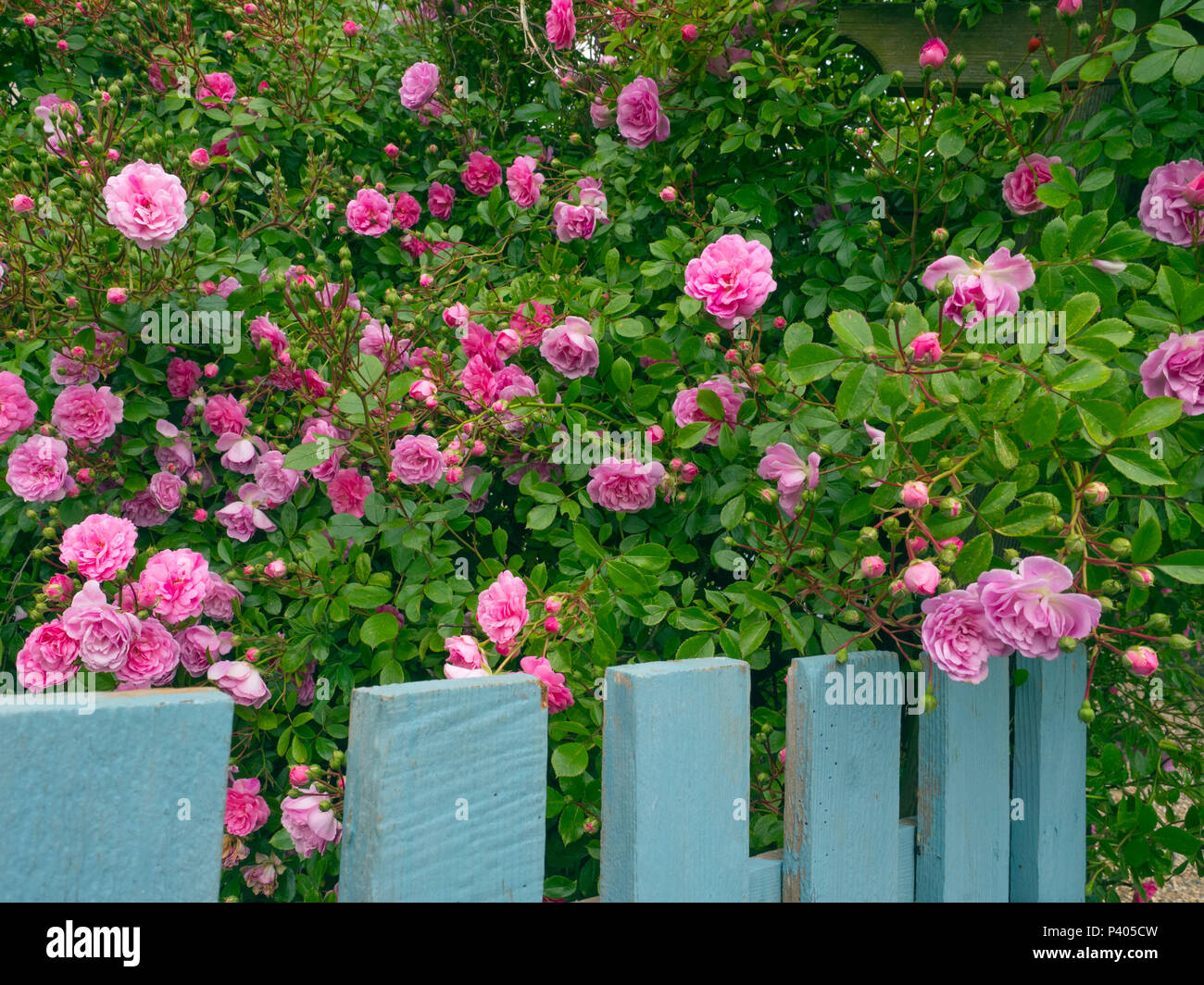 Climbing roses and blue gate country garden Norfolk Stock Photo - Alamy