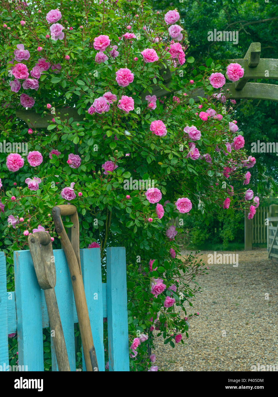 Climbing roses hi-res stock photography and images - Alamy