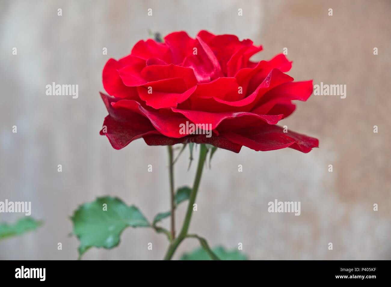 A Red Rose flowering in Istanbul Stock Photo - Alamy