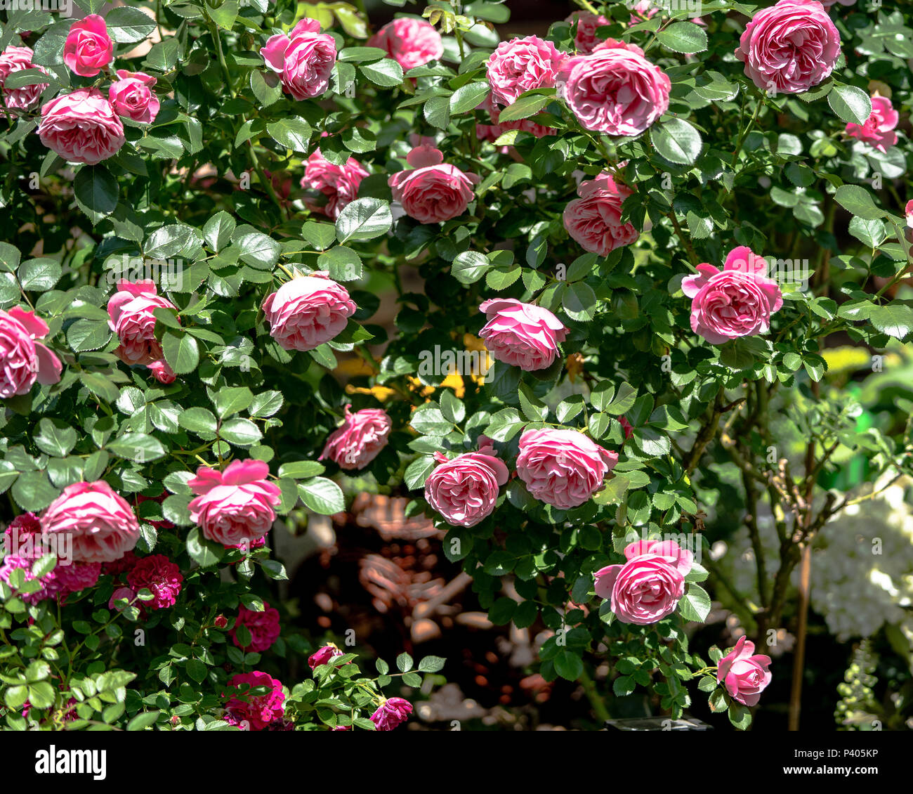 Roses pink rose hi-res stock photography and images - Alamy