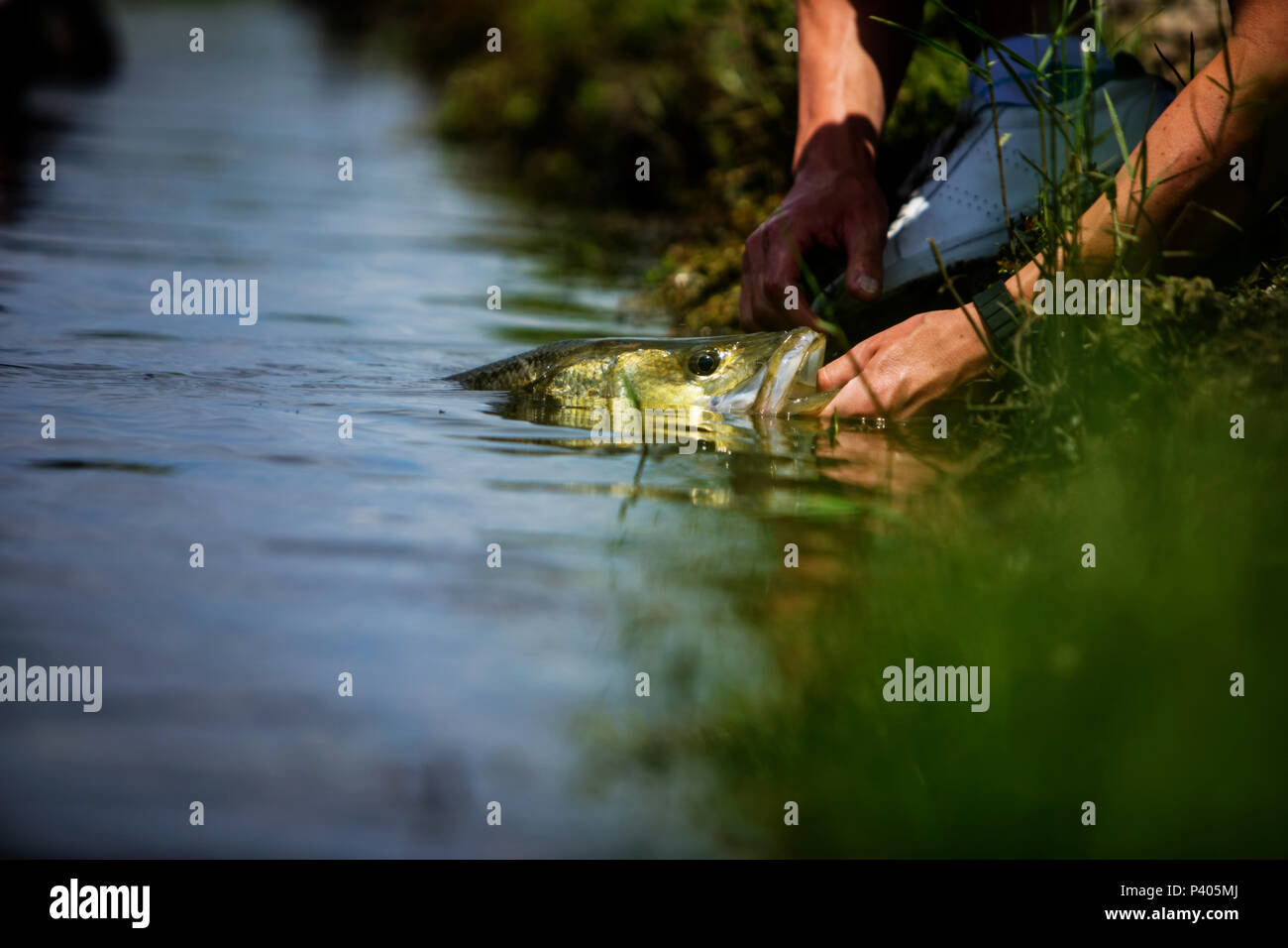 Releasing a freshwater snook hi-res stock photography and images - Alamy