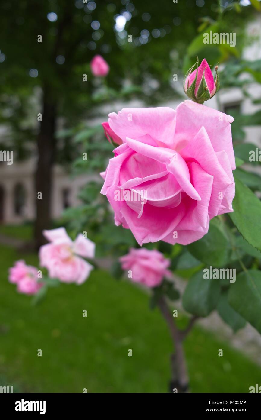 Pink Roses flowering in Istanbul Stock Photo - Alamy