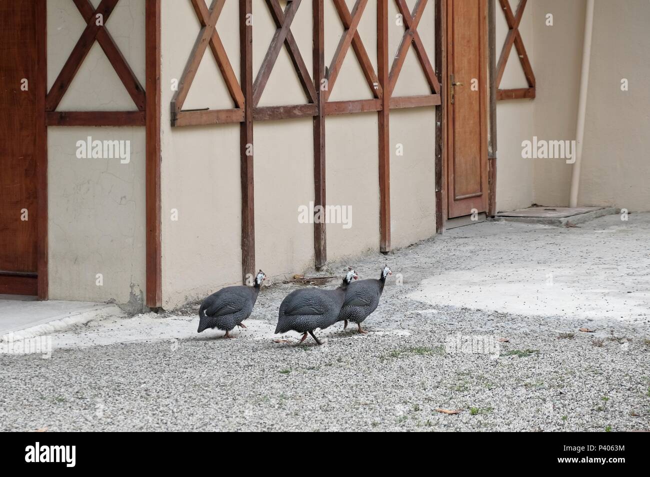 ISTANBUL, TURKEY - MAY 29 : Guinea Fowl wandering freely around the ...