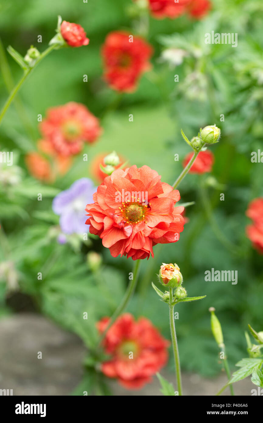 Early summer flower hi-res stock photography and images - Alamy