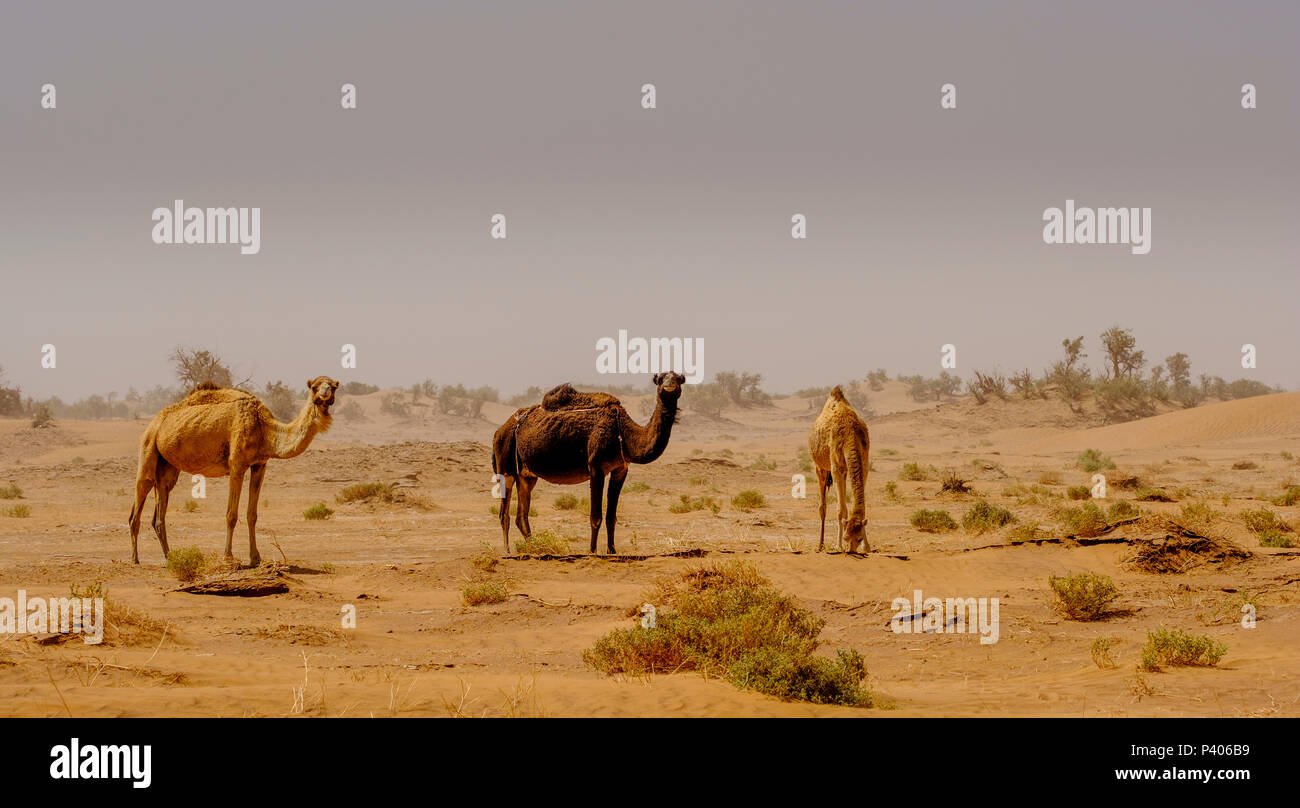 Sahara desert dust storm hi-res stock photography and images - Alamy