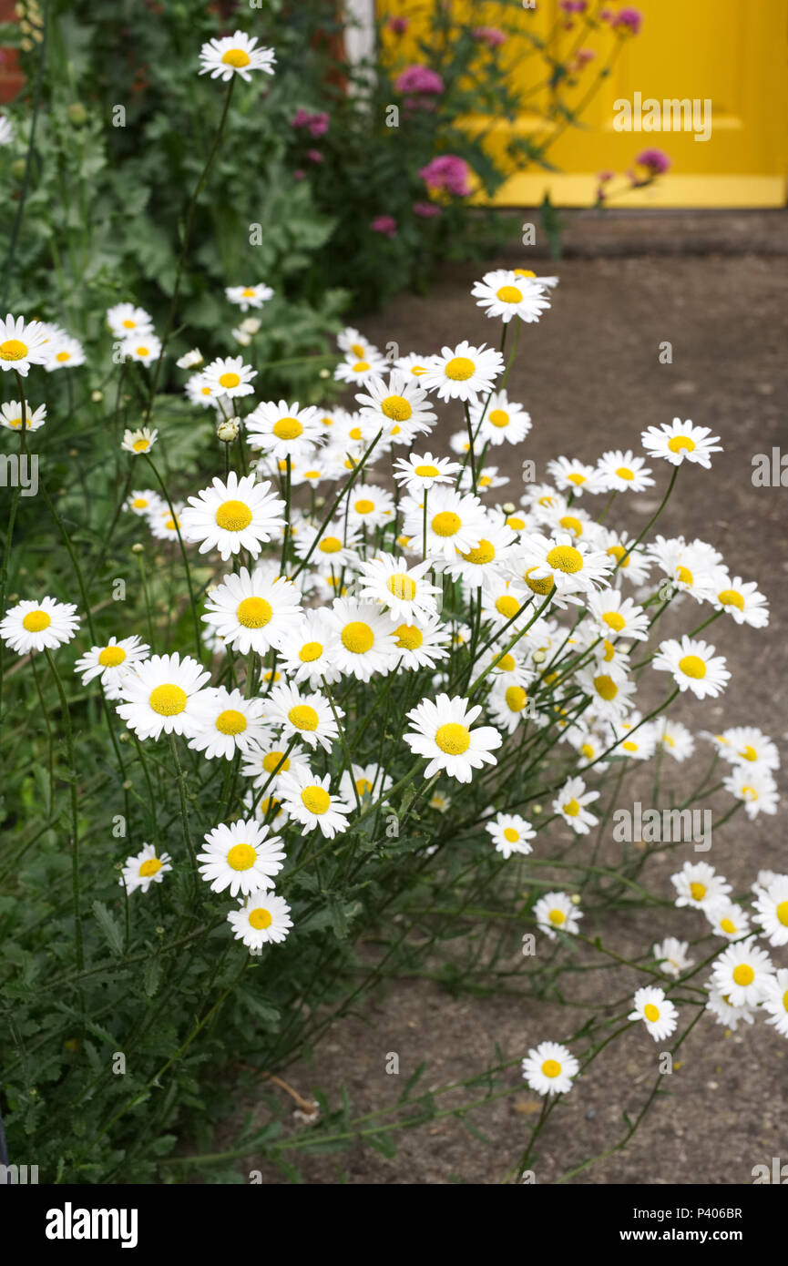Leucanthemum plants hi-res stock photography and images - Alamy