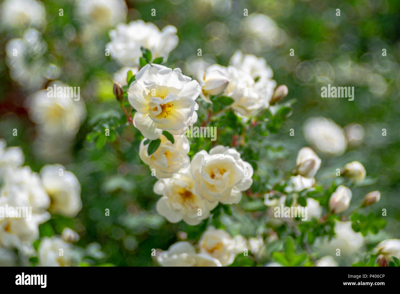 White blooming rose flowers with special bubble bokeh Stock Photo - Alamy