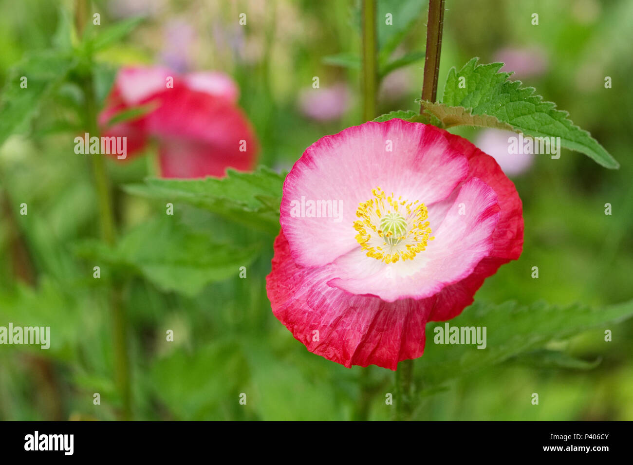 English poppy hi-res stock photography and images - Alamy