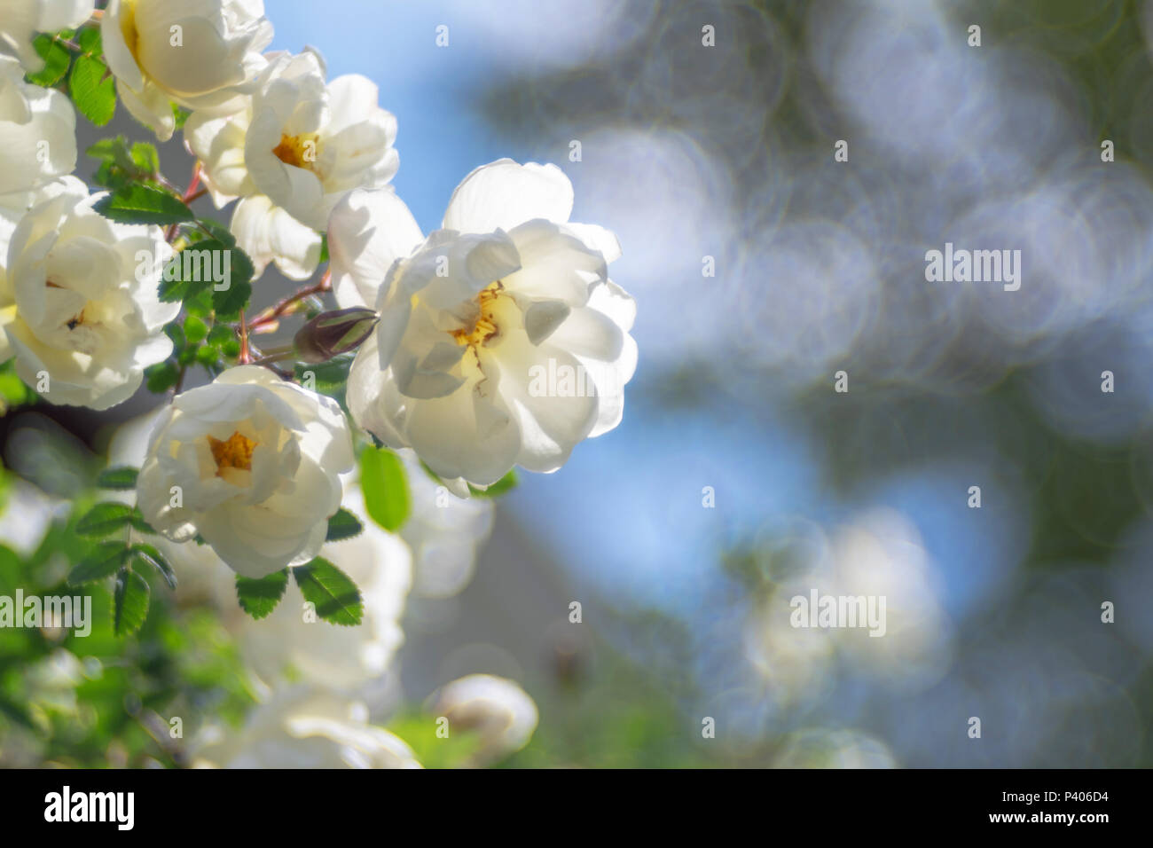 White blooming rose flowers with special bubble bokeh Stock Photo - Alamy