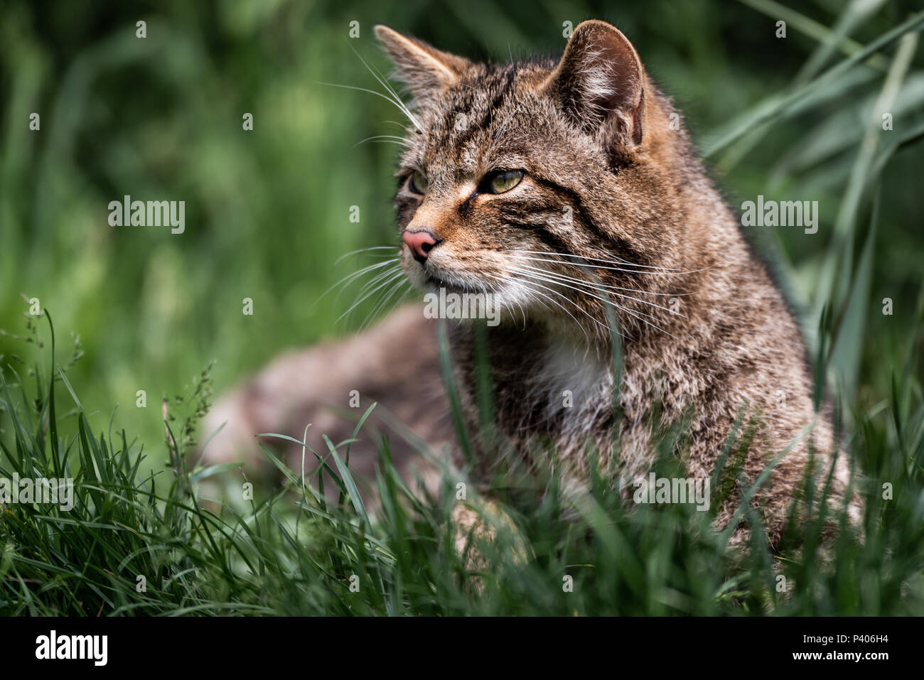 Nature scottish wildcat hi-res stock photography and images - Alamy