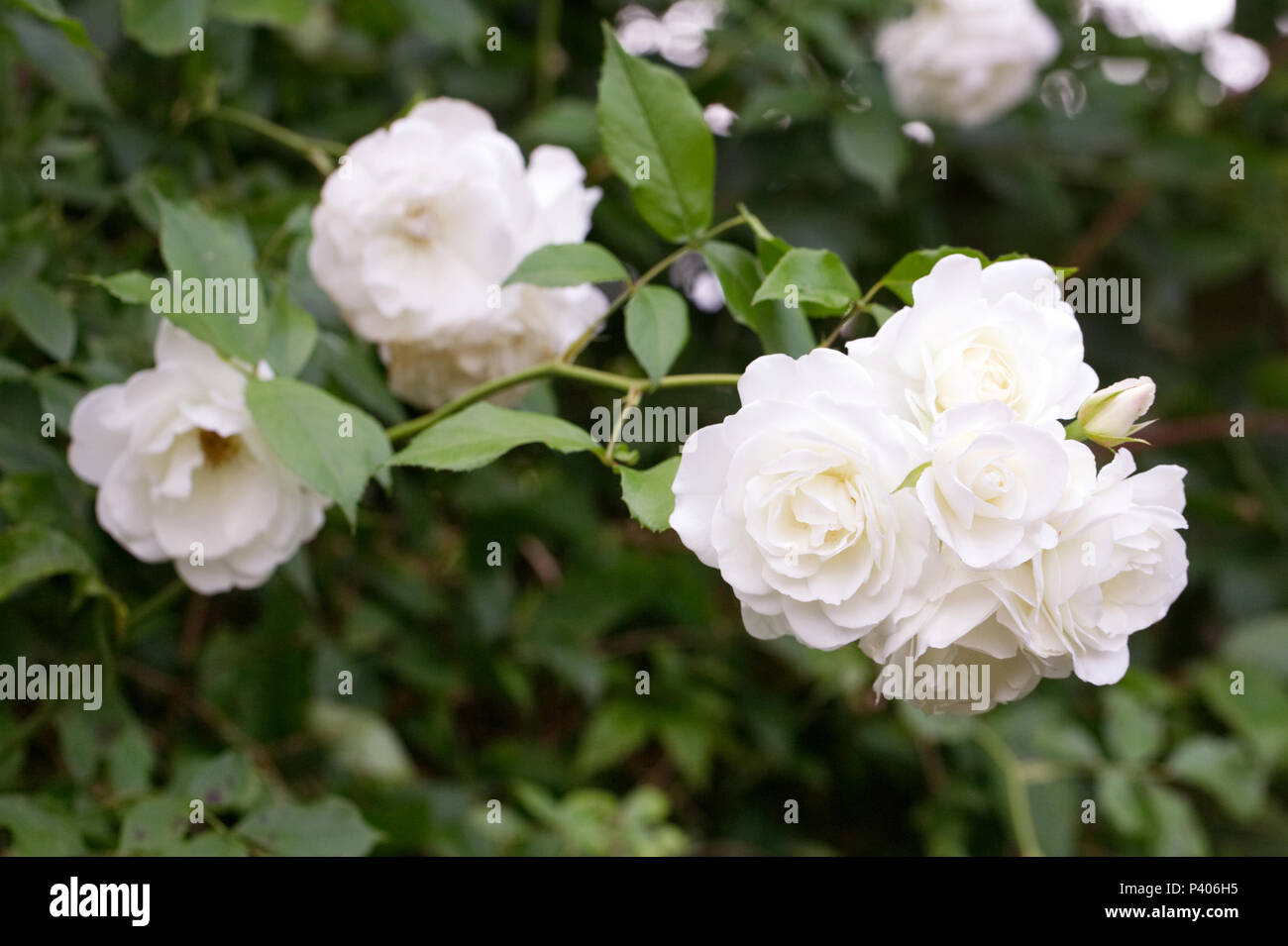 Iceberg roses hi-res stock photography and images - Alamy