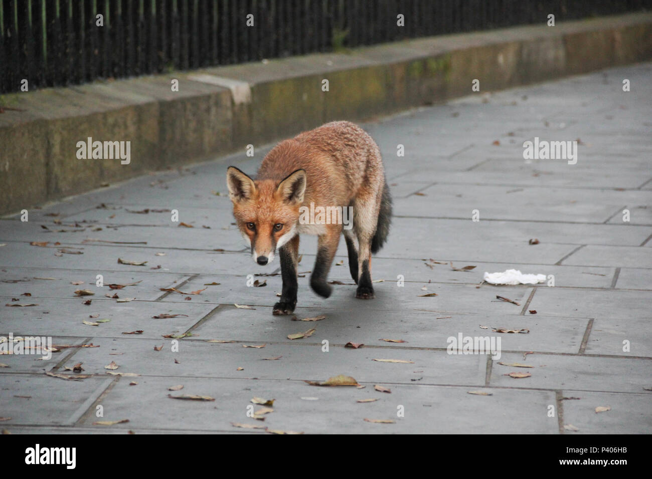 Fox scotland hill hi-res stock photography and images - Alamy