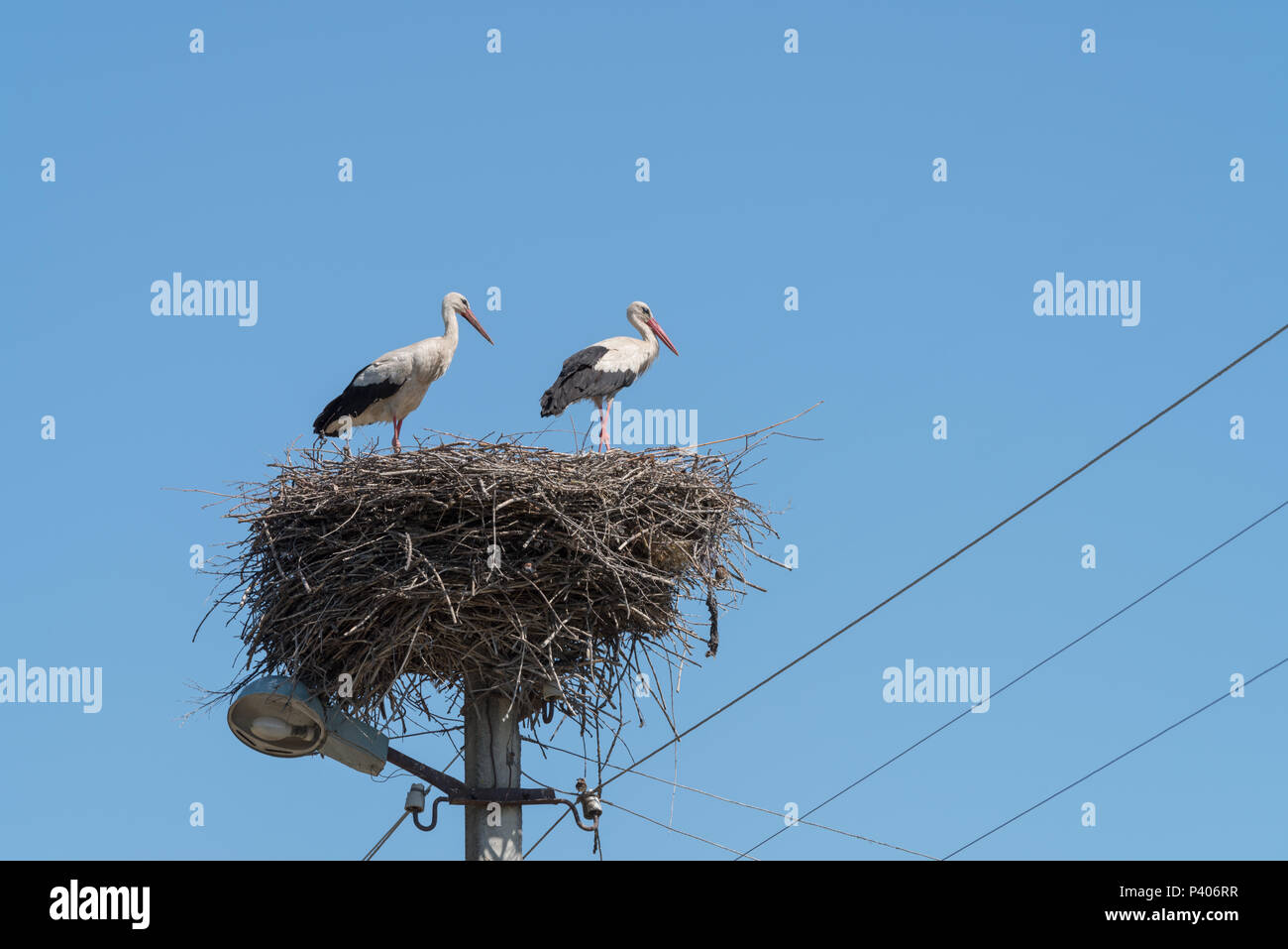 White storks (Ciconia ciconia), couple standing on nest on top of ...