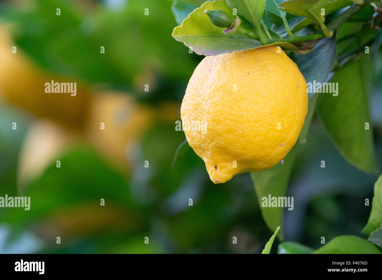 Ripe big yellow lemon citrus tropical fruit hanging on lemon tree Stock ...