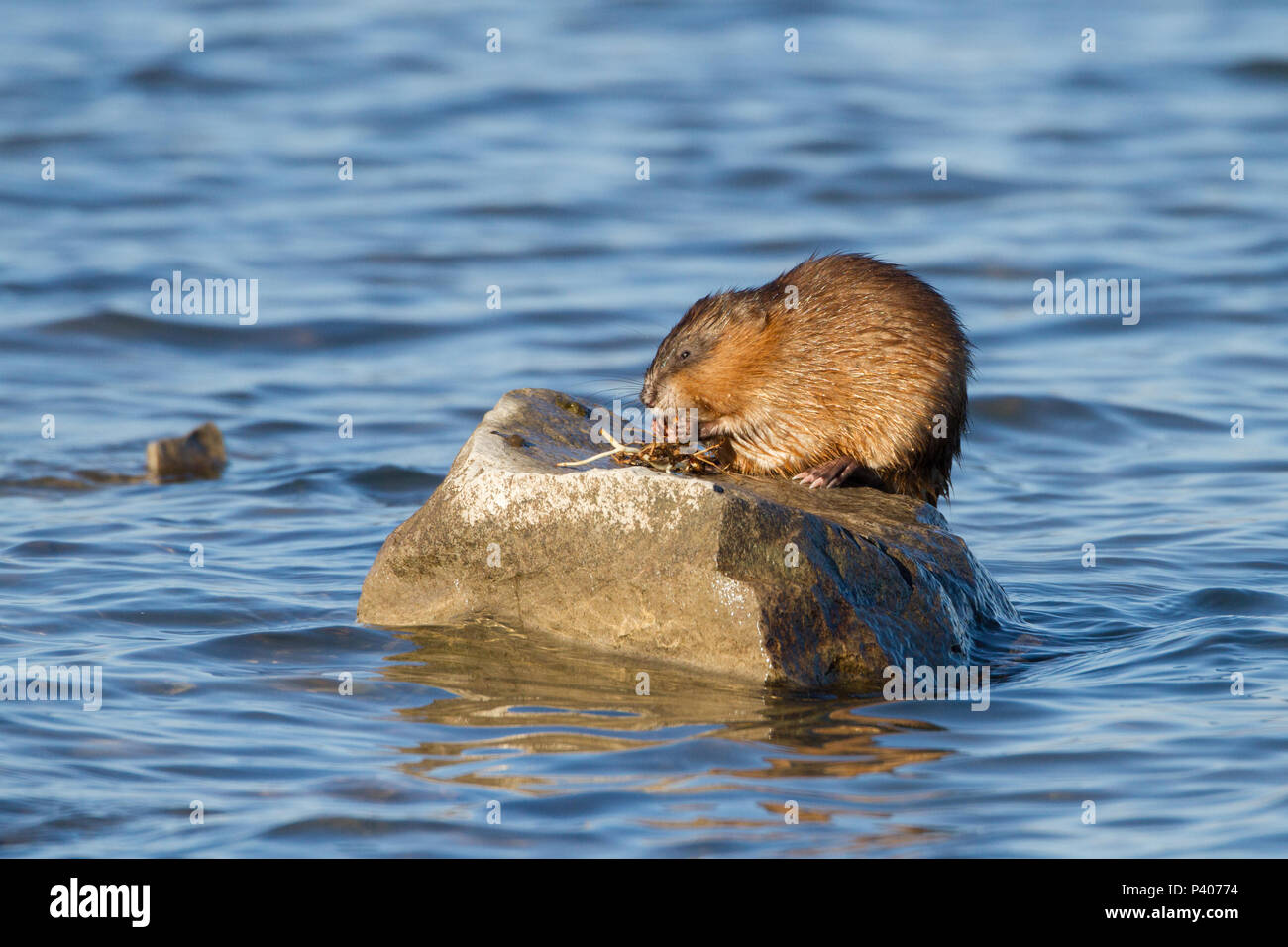 Muskrat feeding hi-res stock photography and images - Alamy
