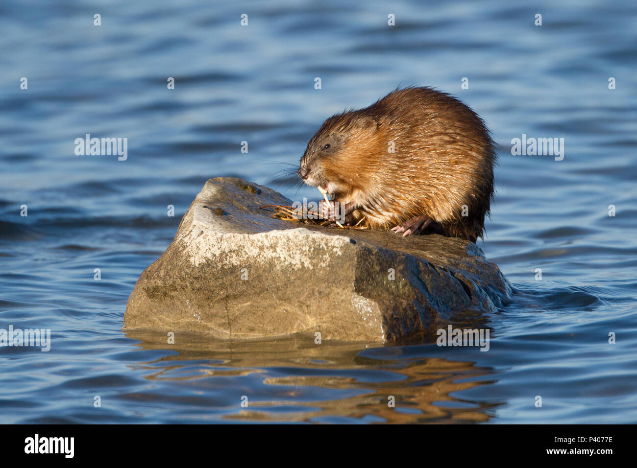 Feeding muskrat hi-res stock photography and images - Alamy