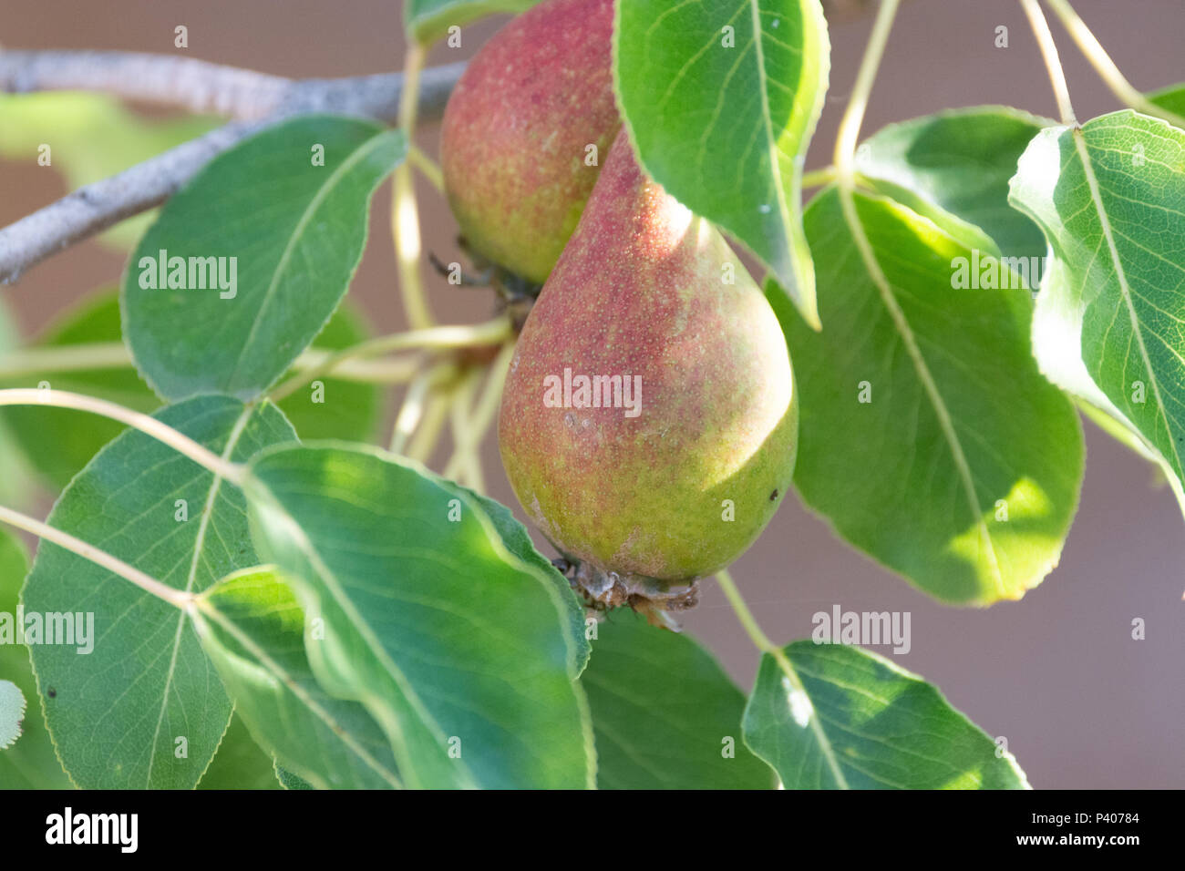 Conference pear flower hi-res stock photography and images - Alamy