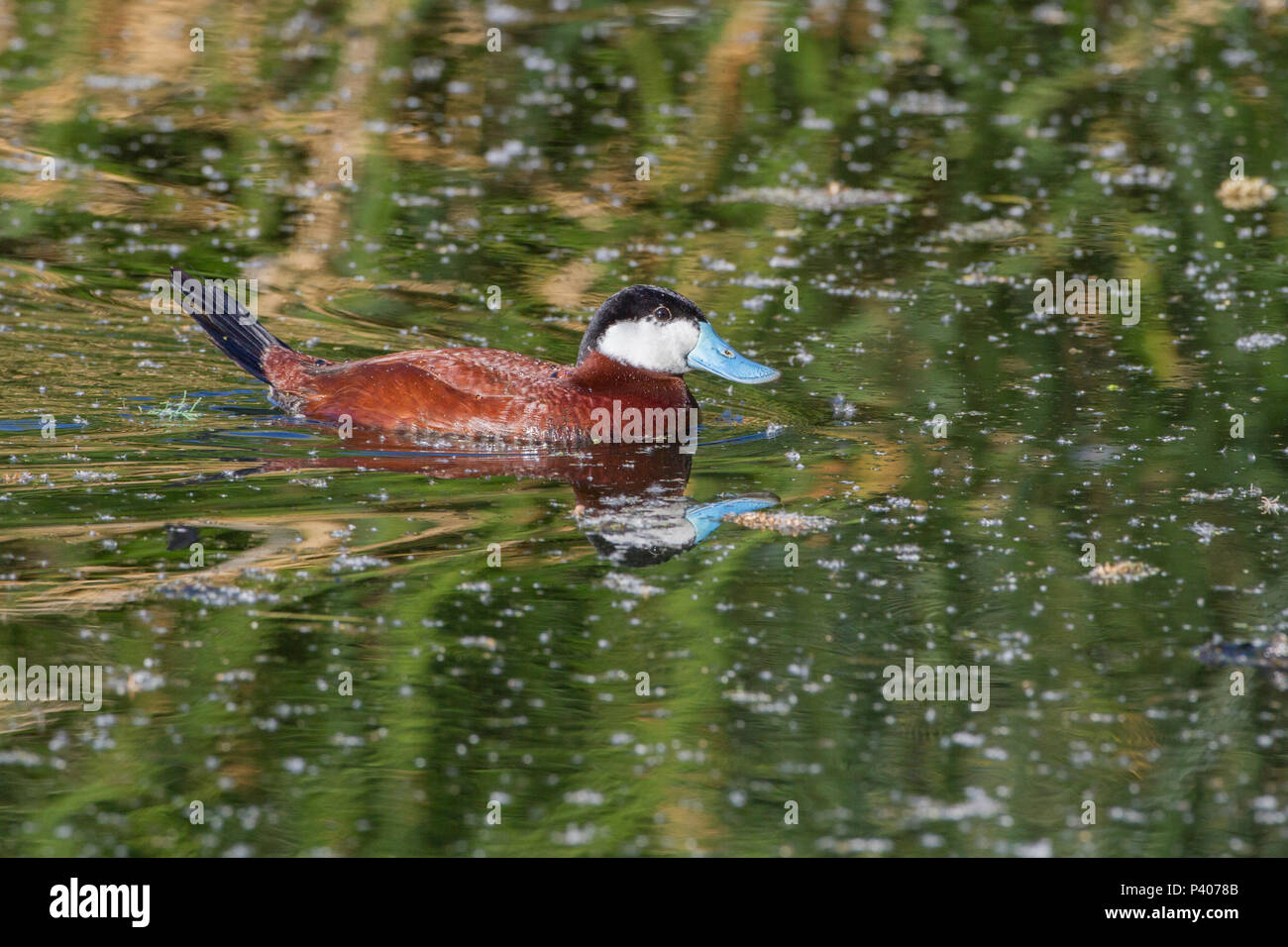 A drake ruddy duck in mating plumage Stock Photo - Alamy