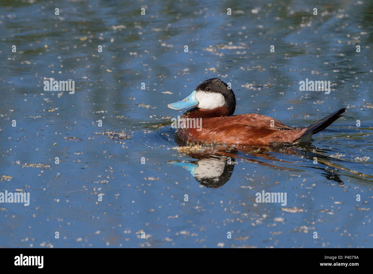 A drake ruddy duck in mating plumage Stock Photo - Alamy