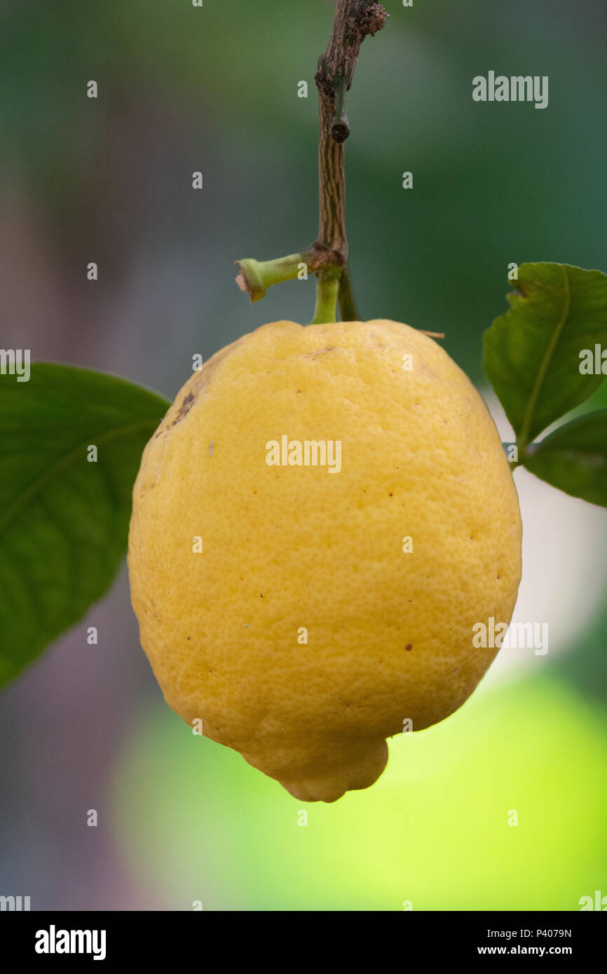 Ripe big yellow lemon citrus tropical fruit hanging on lemon tree Stock ...