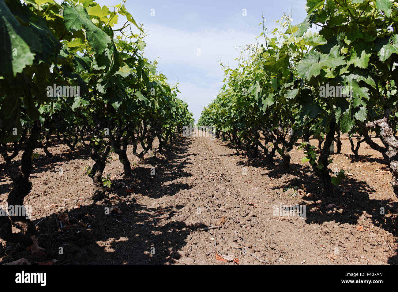 Old traditional alberello vineyards with rows of primitivo wine grapes ...