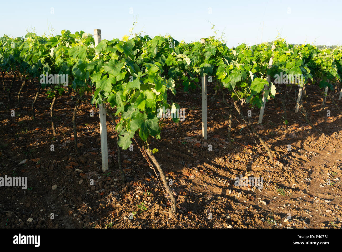Old traditional alberello vineyards with rows of primitivo wine grapes ...