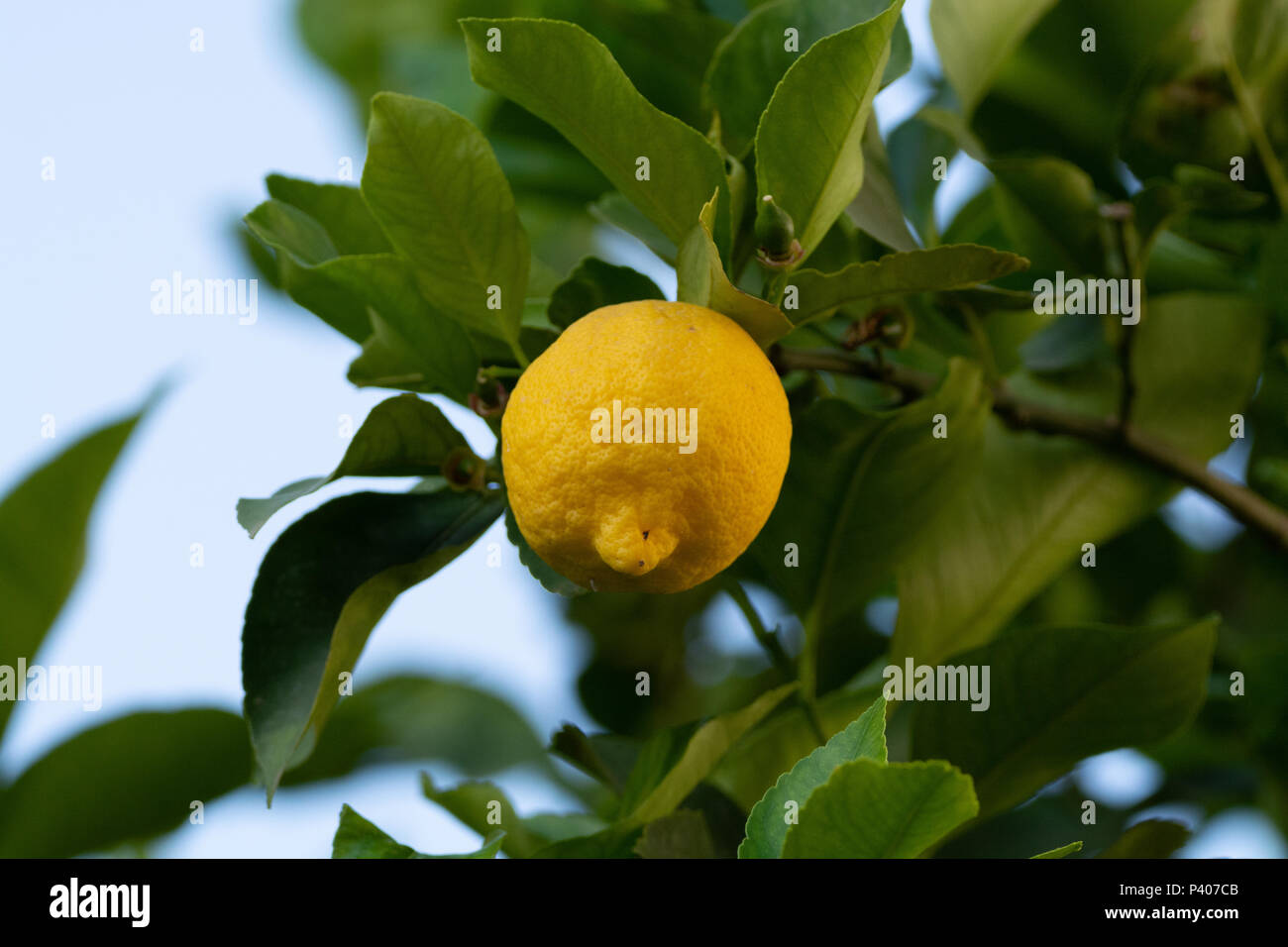 Ripe big yellow lemon citrus tropical fruit hanging on lemon tree Stock ...
