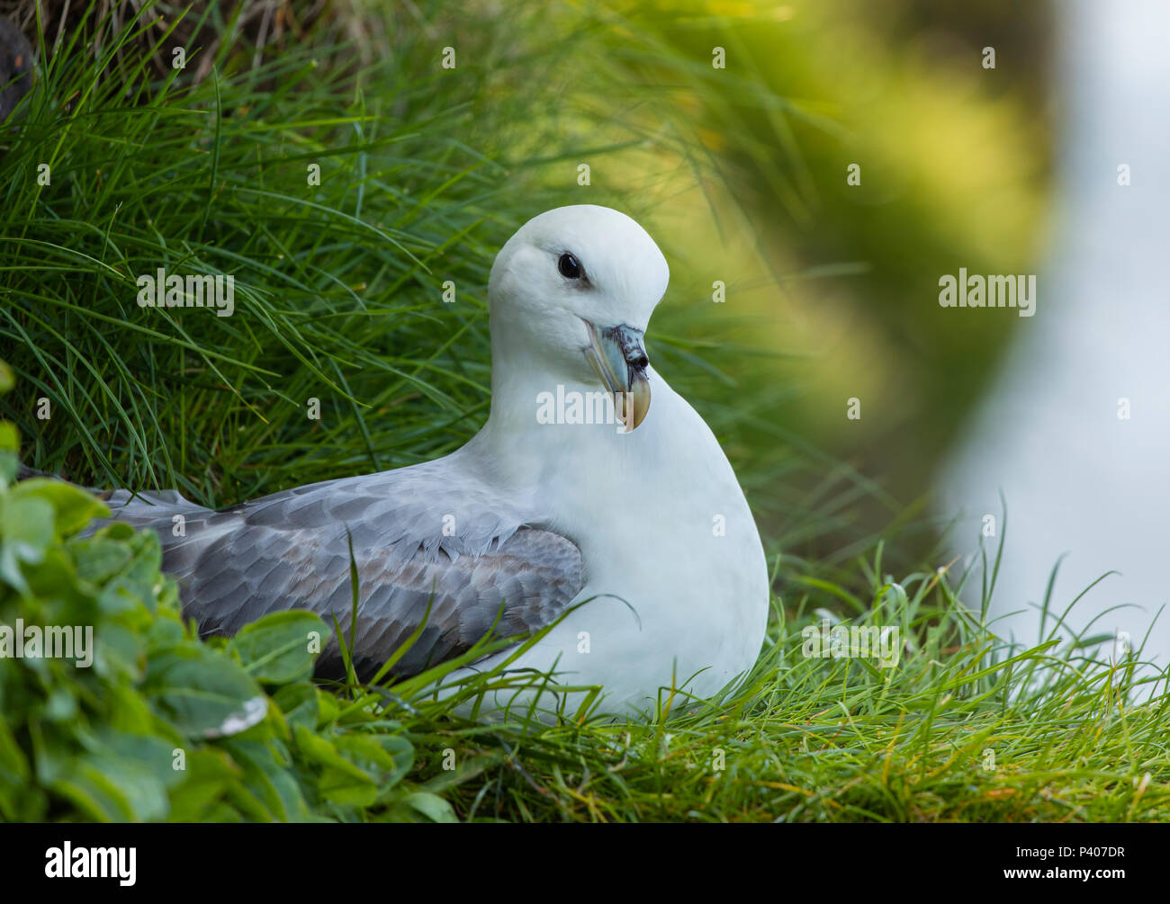 Northern Fulmar, Fulmarus glacialis, Mykines, Faroe Islands Stock Photo - Alamy