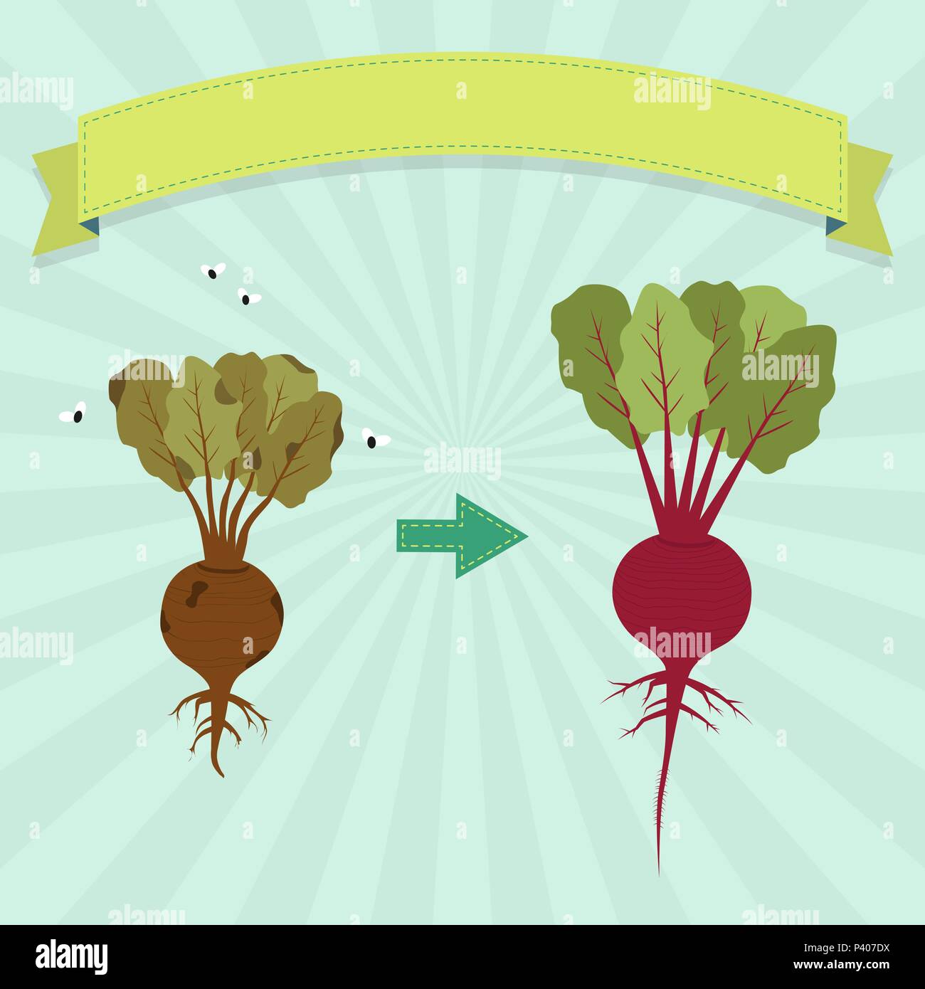 New beet and rotten beet with flies. Blank ribbon for insert text Stock ...