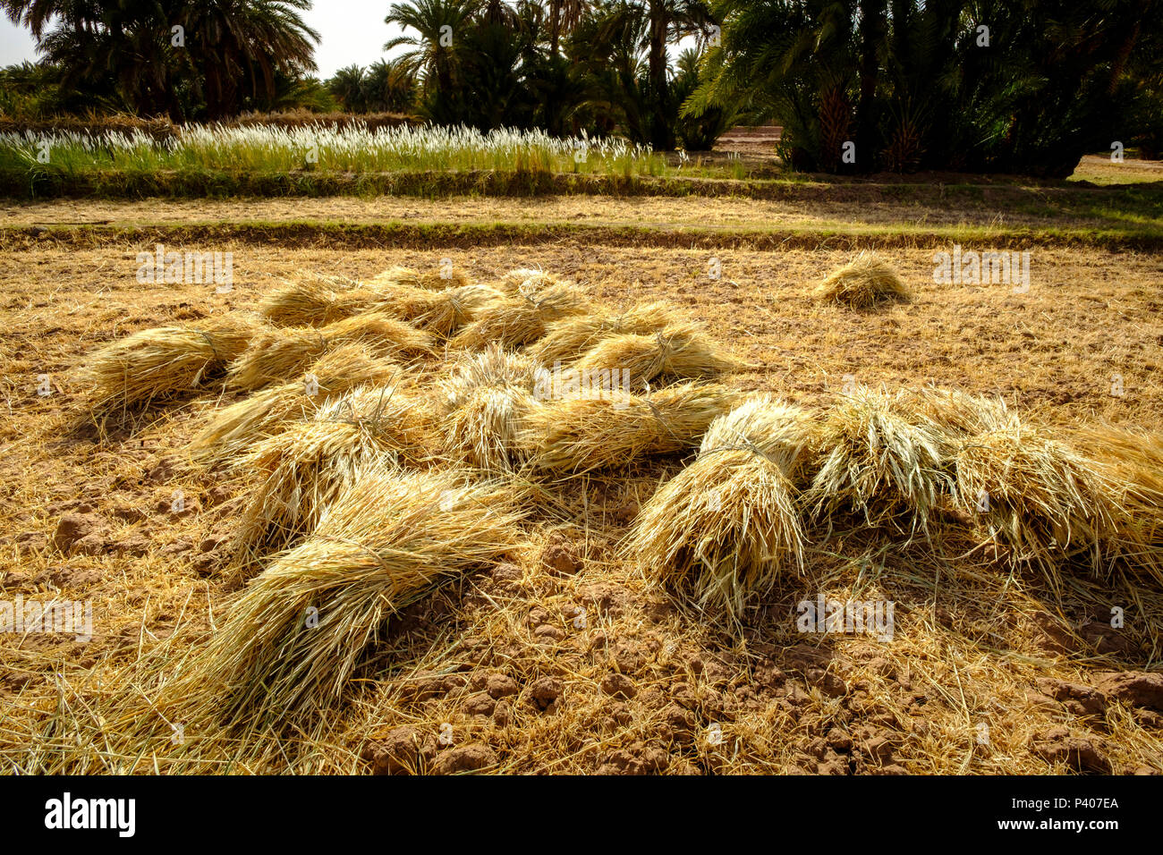 Primitive farming hi-res stock photography and images - Alamy