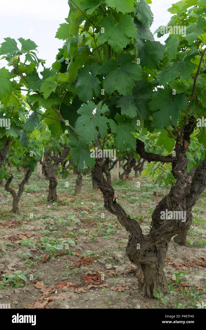 Old traditional alberello vineyards with rows of primitivo wine grapes ...