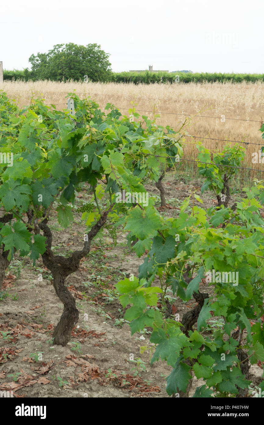 Primitivo manduria hi-res stock photography and images - Alamy