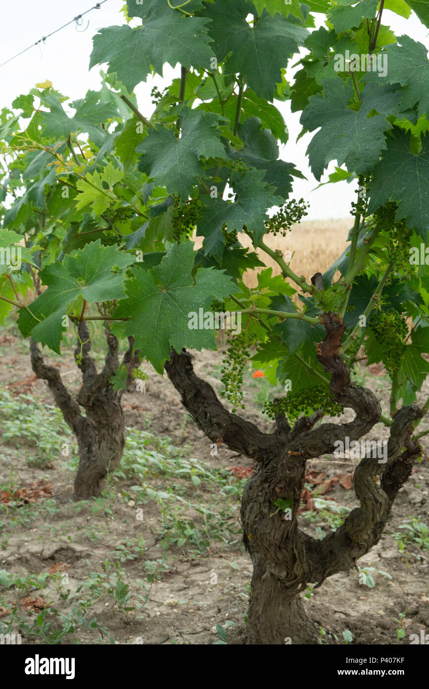 Primitivo manduria hi-res stock photography and images - Alamy