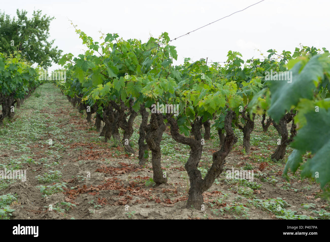 Primitivo manduria hi-res stock photography and images - Alamy
