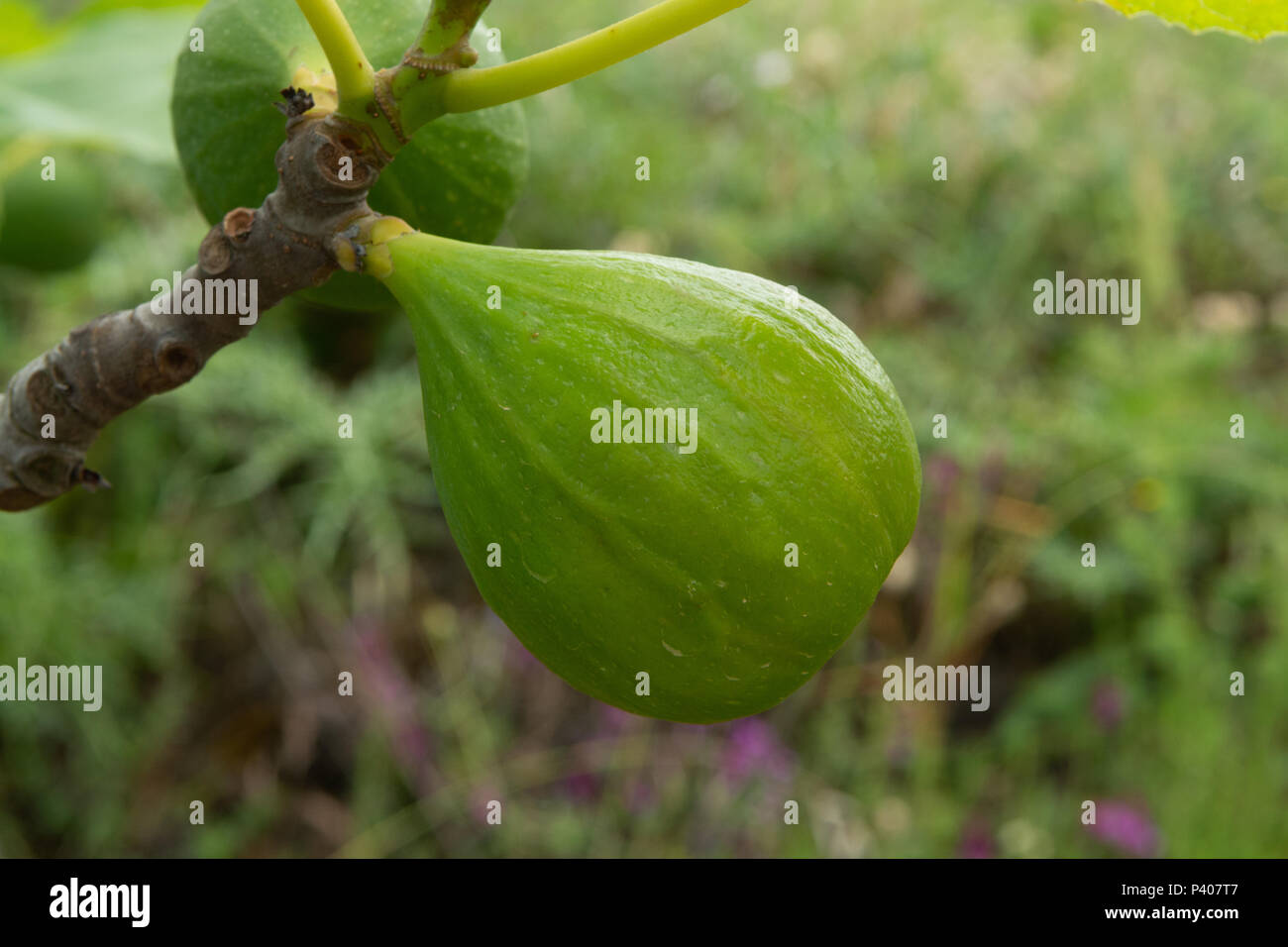 Ripening fruits on big fig tree in summer close up Stock Photo - Alamy